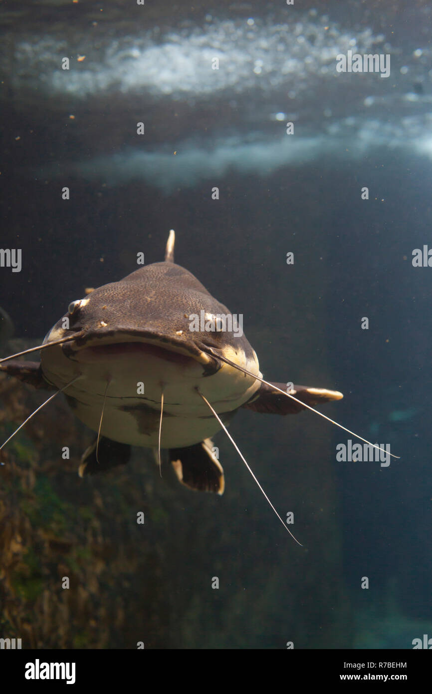 Poissons chats redtail Banque de photographies et d’images à haute ...