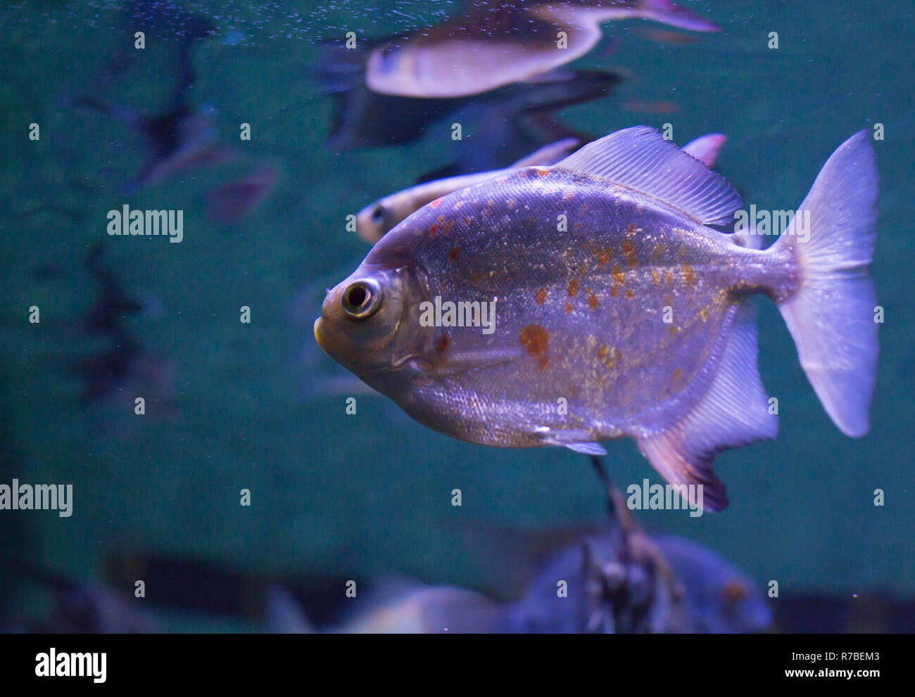 Piranha fish swimming Banque de photographies et d’images à haute ...