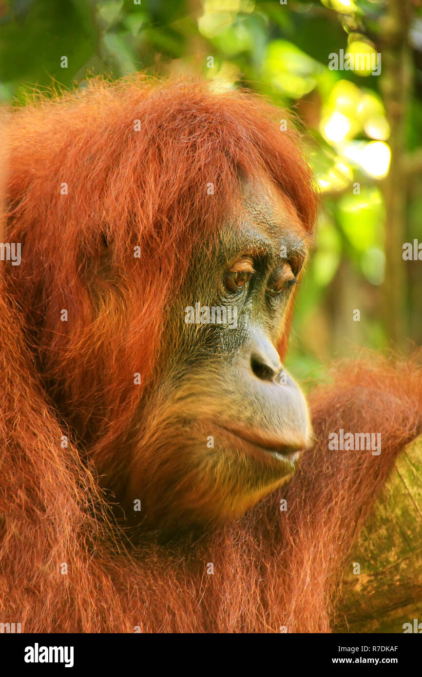 Female orangutan profile Banque de photographies et d’images à haute ...
