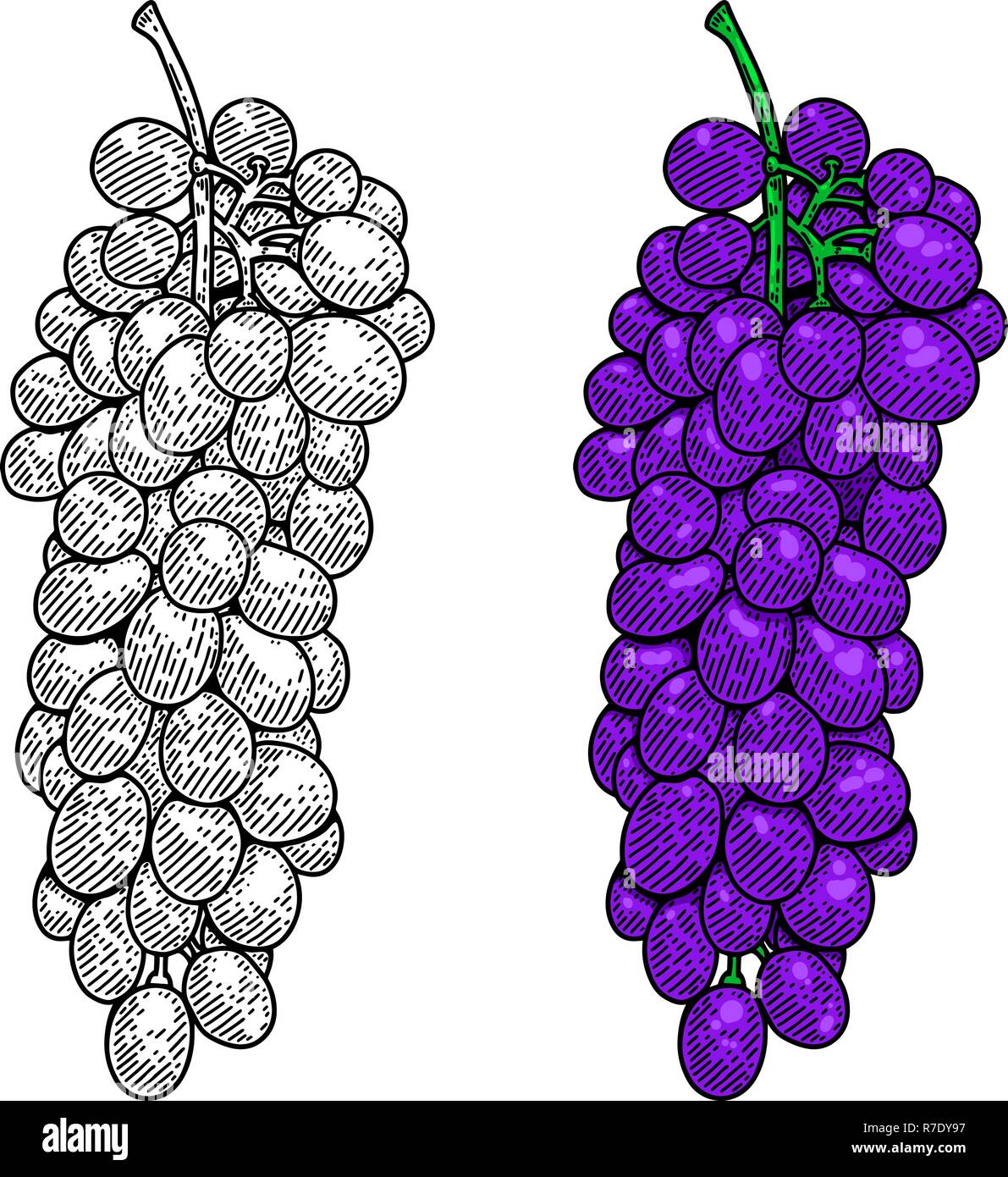 Jus de raisin dessin Banque de photographies et d’images à haute ...