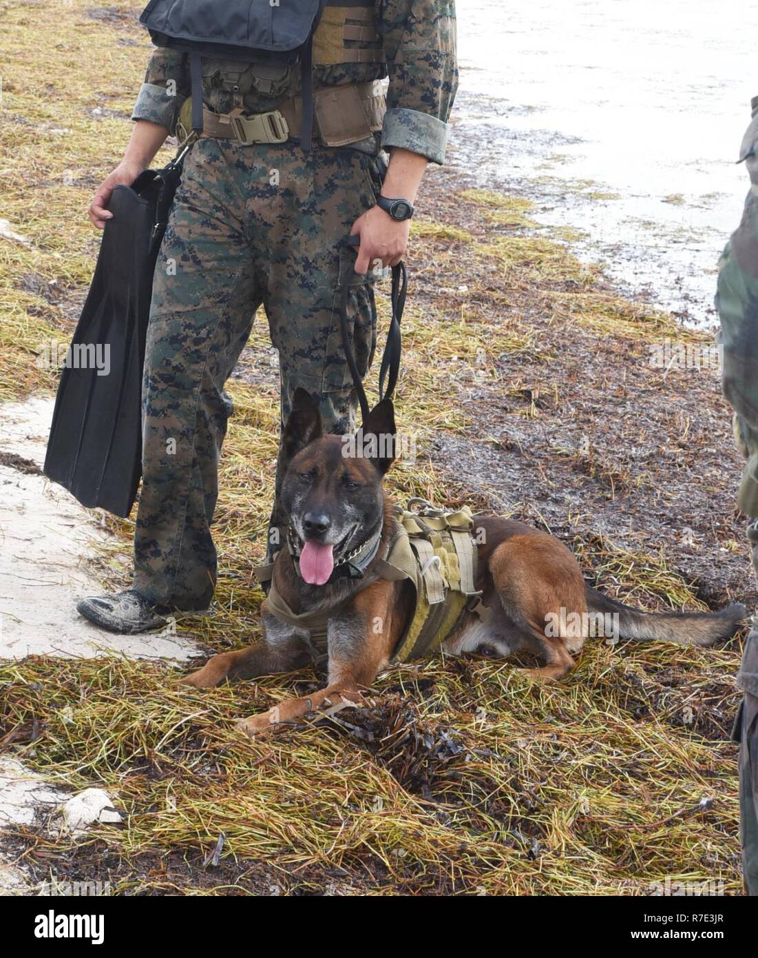 Cuerpo de marines fuerzas de operaciones especiales comando k 9 unidad ...