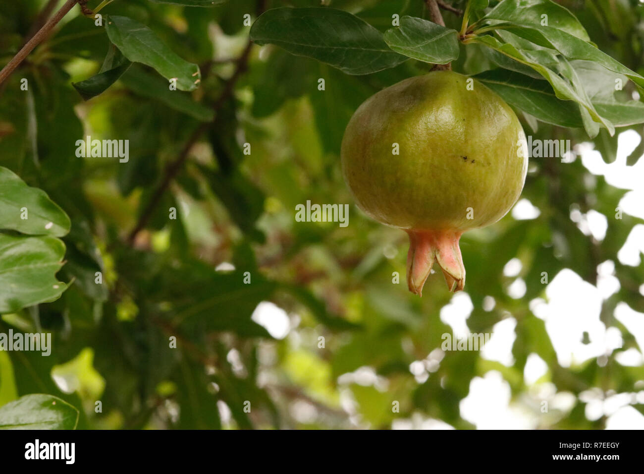 Grenade closeup Banque de photographies et d’images à haute résolution ...