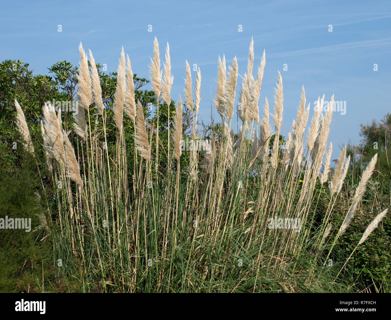 Reeds grass Banque de photographies et d’images à haute résolution - Alamy