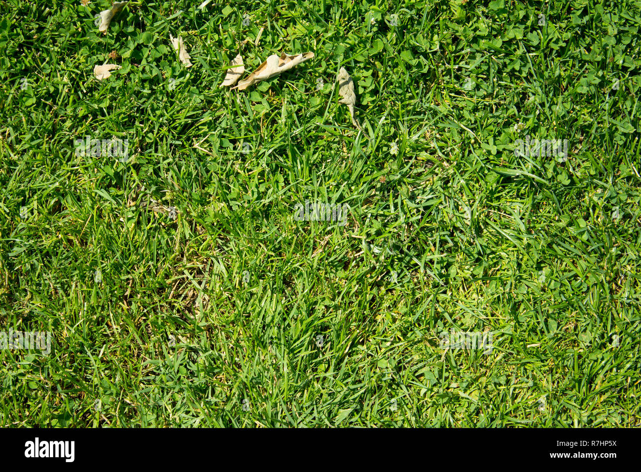 Texture D'herbe Banque d'image et photos - Alamy