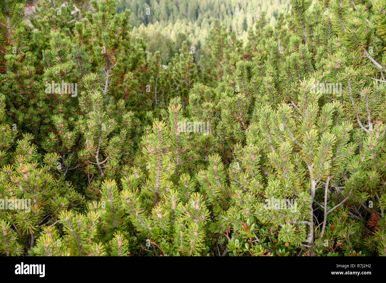 Swiss Mountain Pine (Pinus mugo) connu sous le nom de pin nain rampant ...