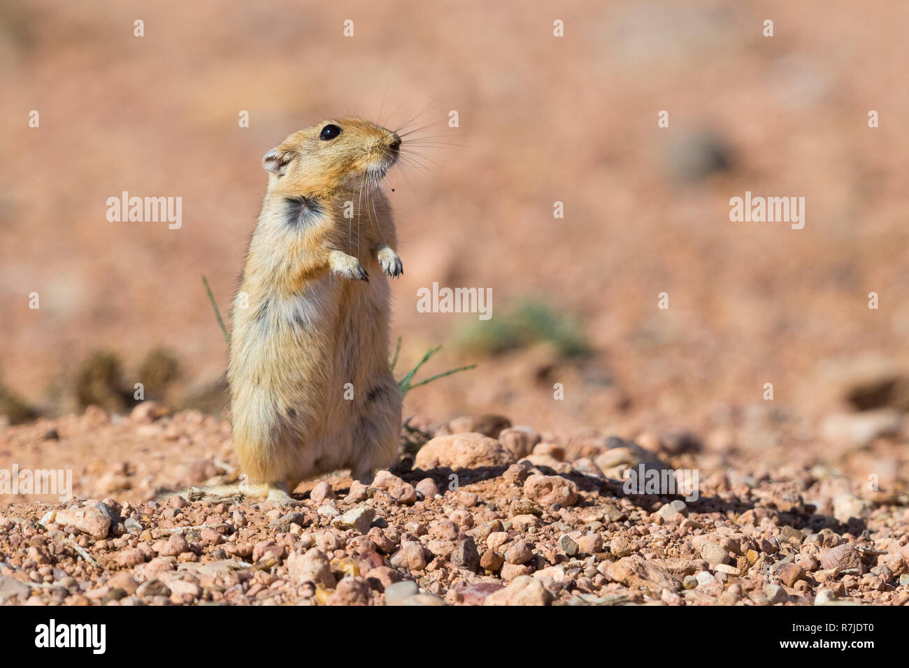 Fat sand rat psammomys obesus Banque de photographies et d’images à ...