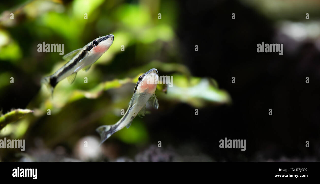 Aquarium de poissons de meunier Banque de photographies et d’images à ...