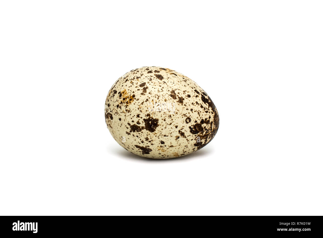 Partridge egg Banque de photographies et d’images à haute résolution ...