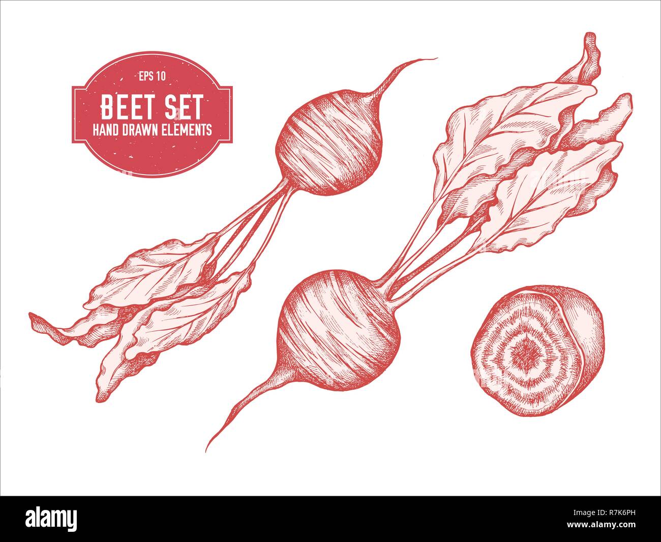 Betterave biologique Banque d'images vectorielles - Alamy