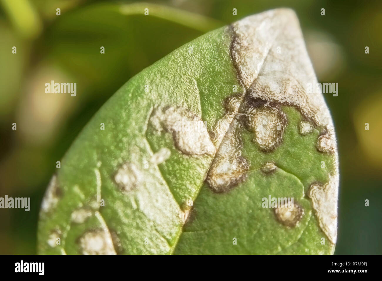 Feuille de plante malade Banque de photographies et d’images à haute ...