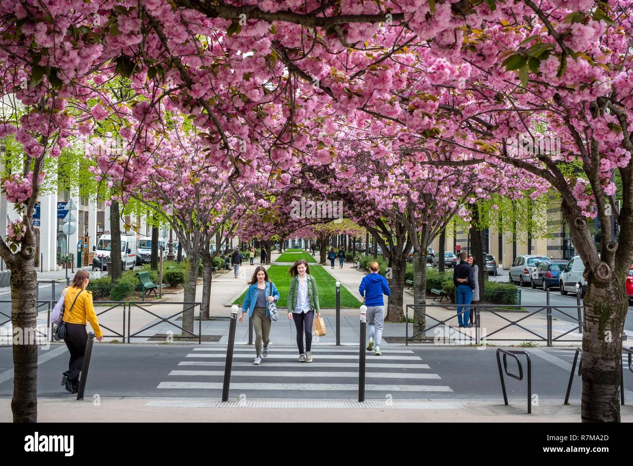 France, Paris, le Vivaldi allée bordée de prunus en fleurs est une ...