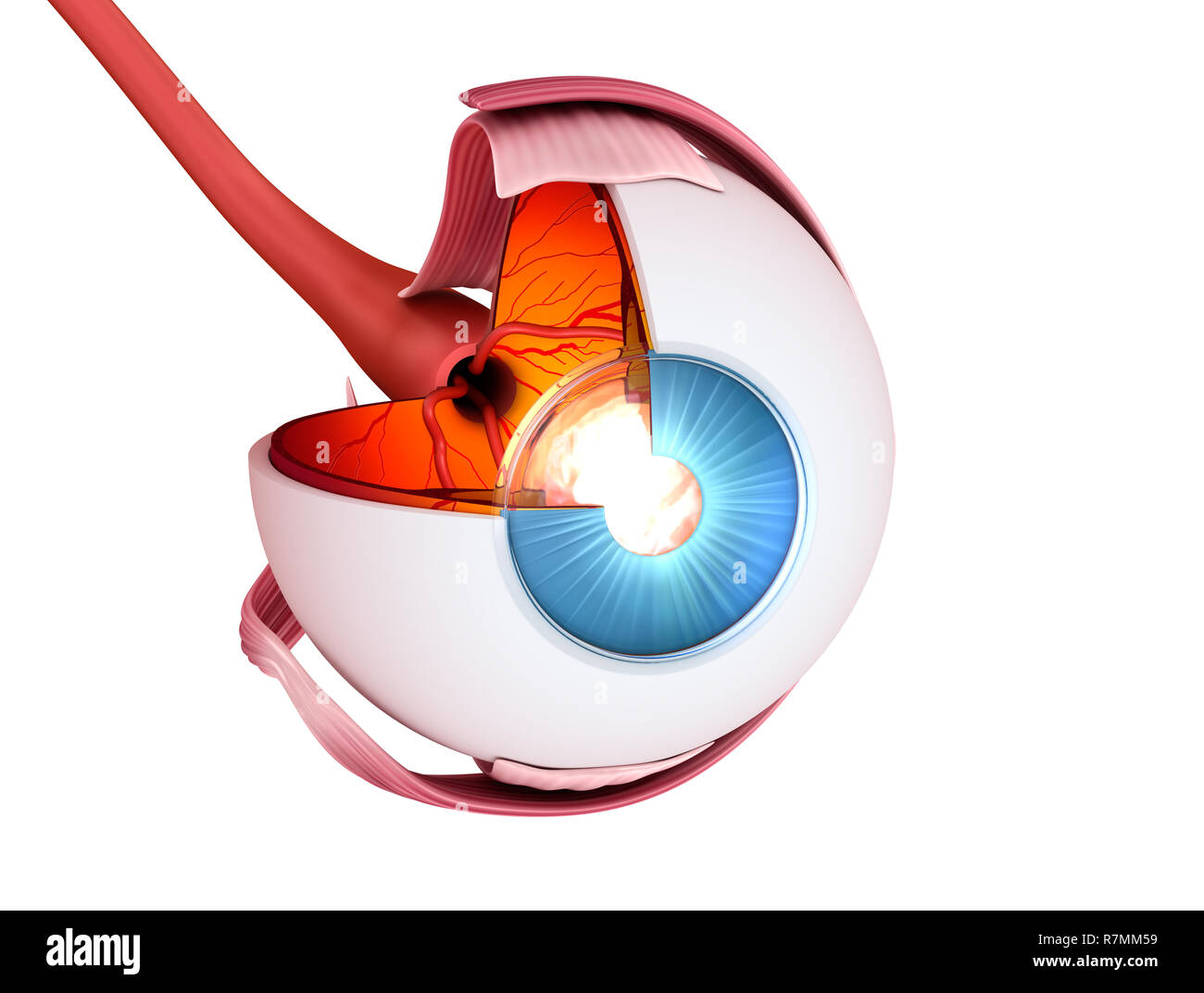 Anatomie de l'œil - structure interne, médicalement exacts 3D ...