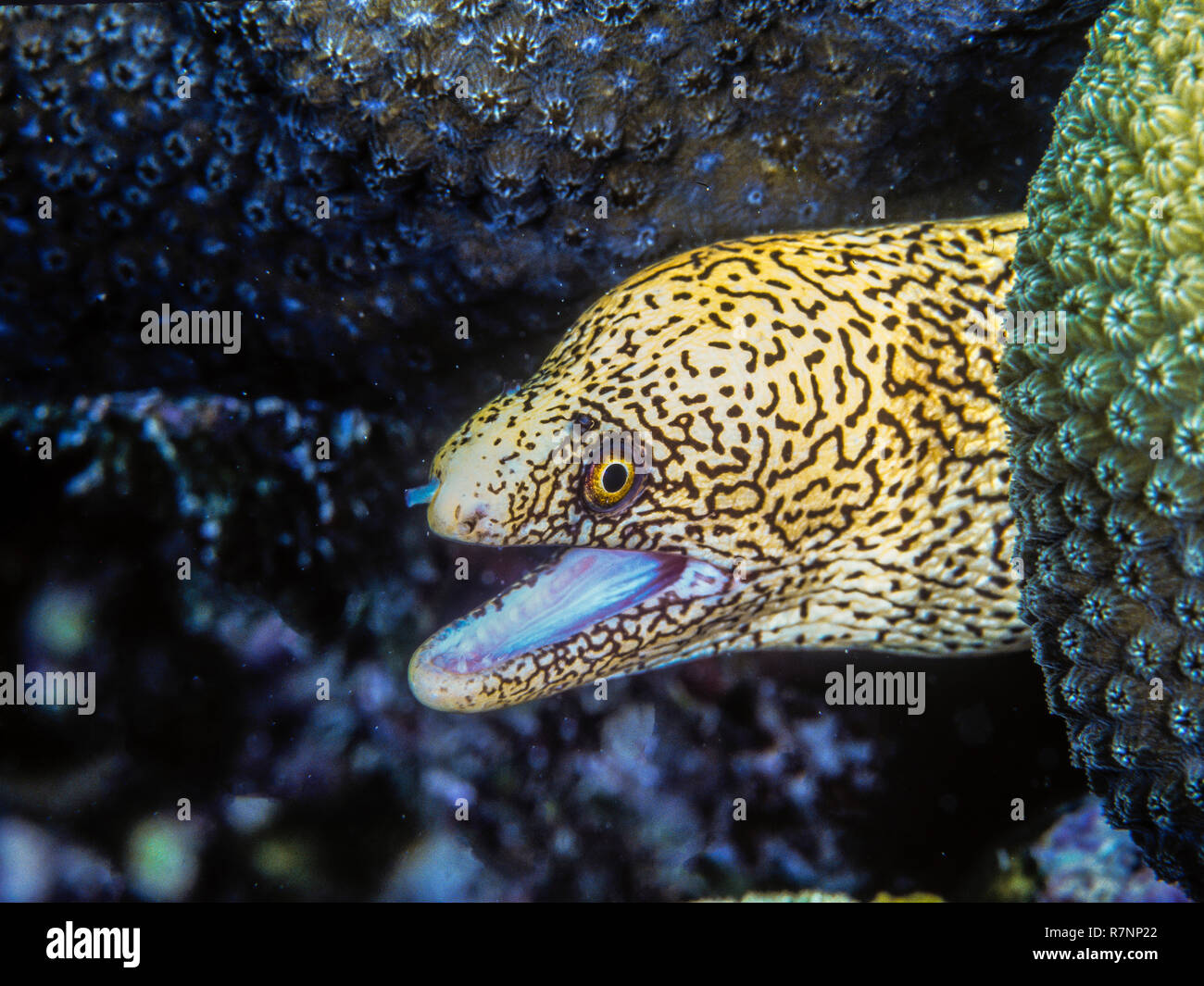 Gymnothorax miliaris, le goldentail Moray Eel bâtard, le canari jaune ...