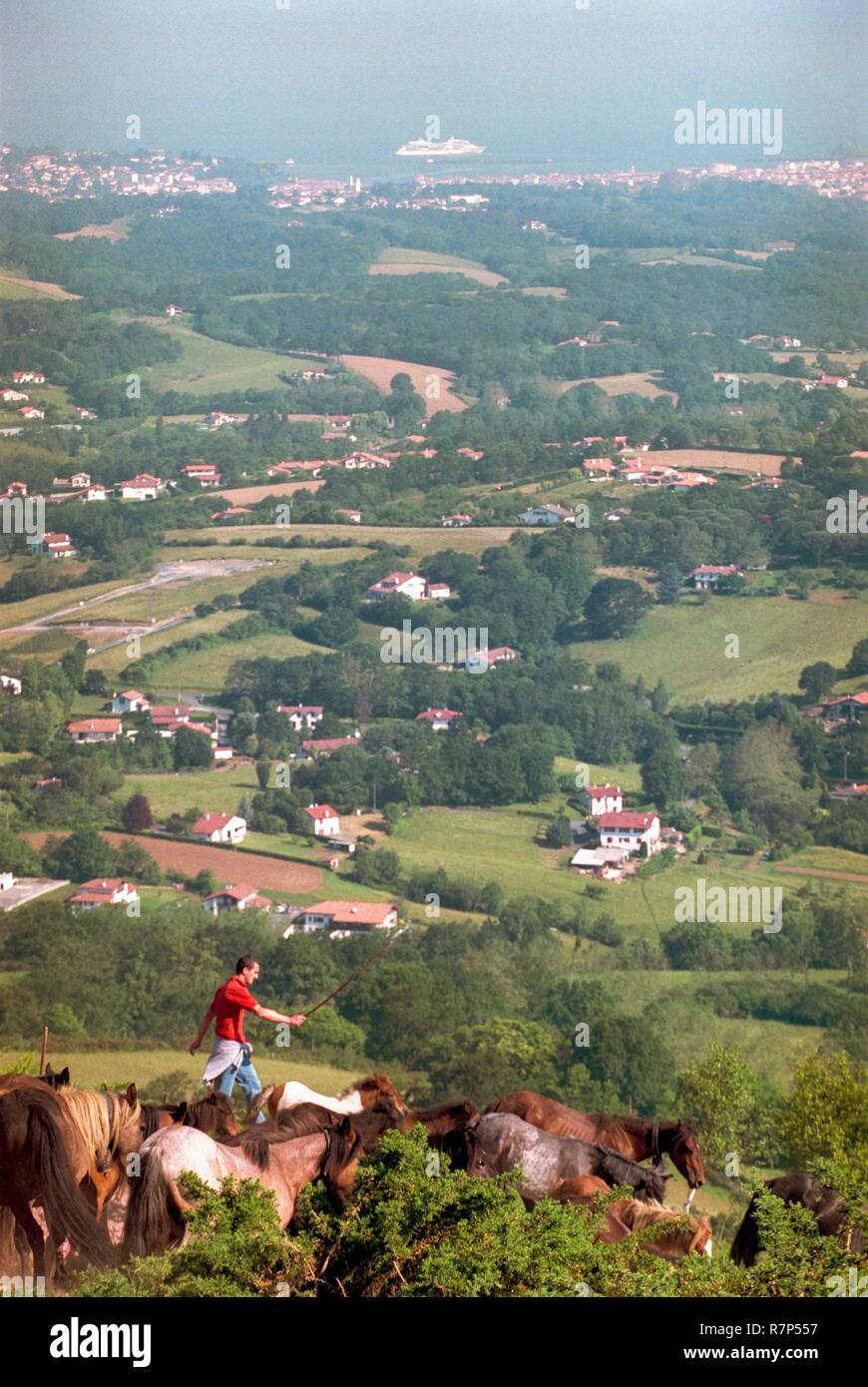 Pottok basque Banque de photographies et d’images à haute résolution ...