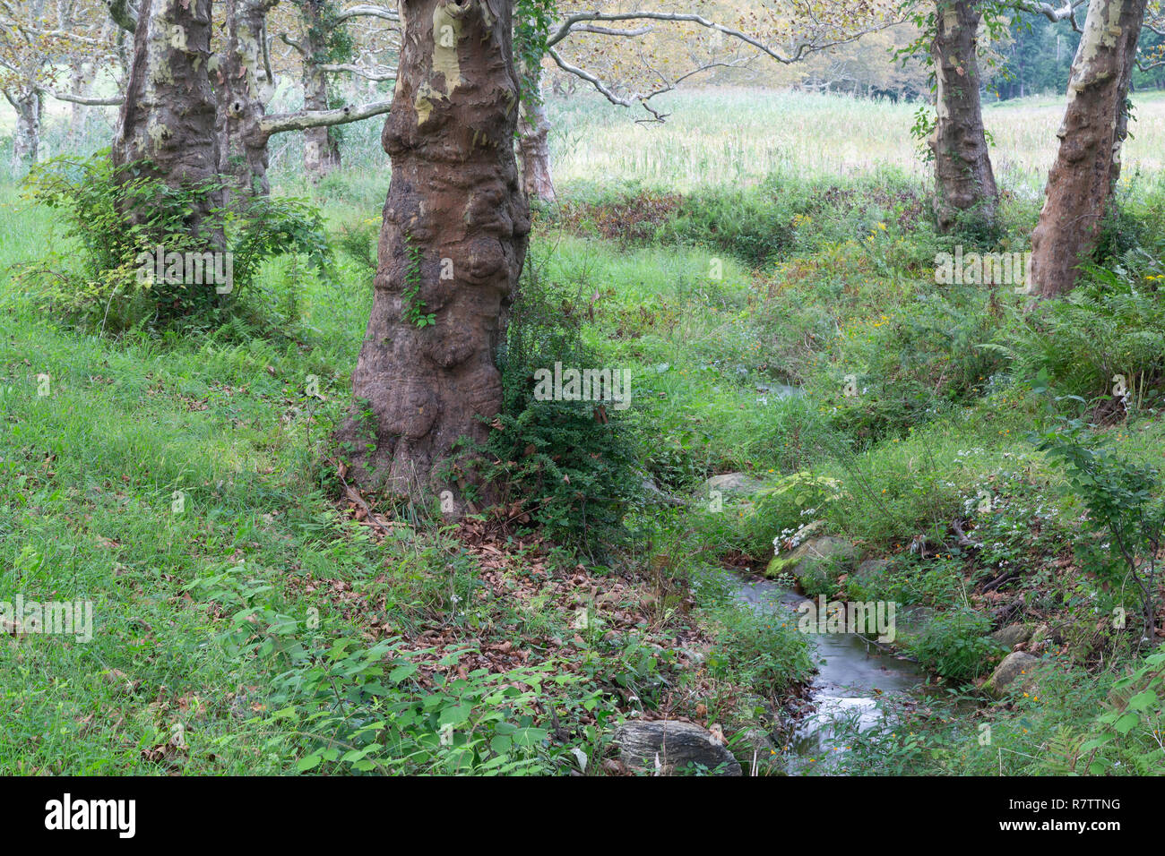Réserve De Rockefeller State Park Banque d'image et photos - Alamy