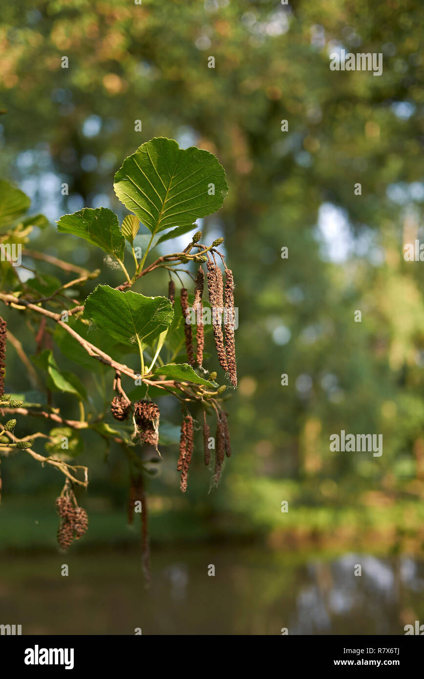 European alder alnus glutinosa leaf Banque de photographies et d’images ...