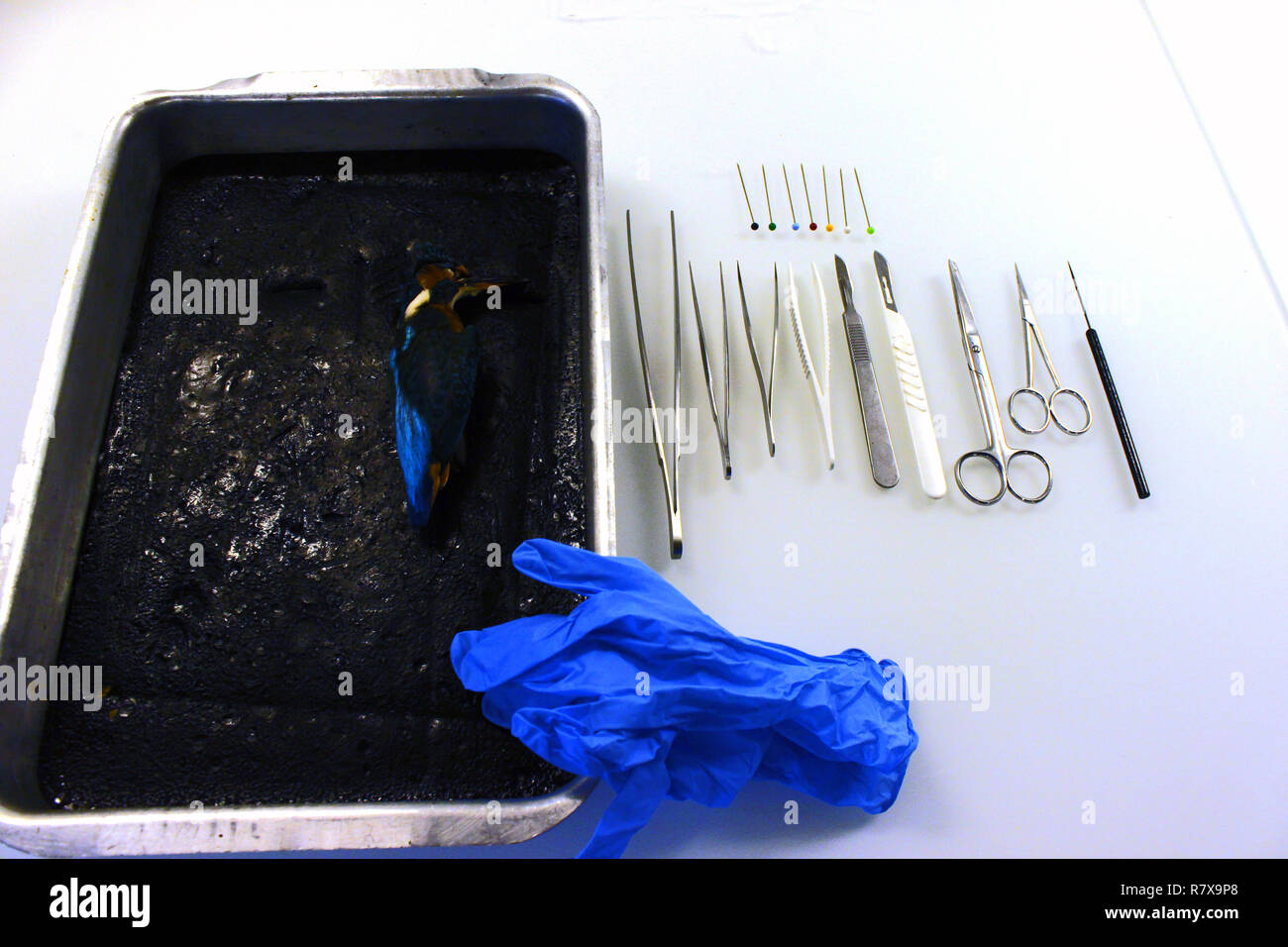 Anatomy dissection Banque de photographies et d’images à haute ...