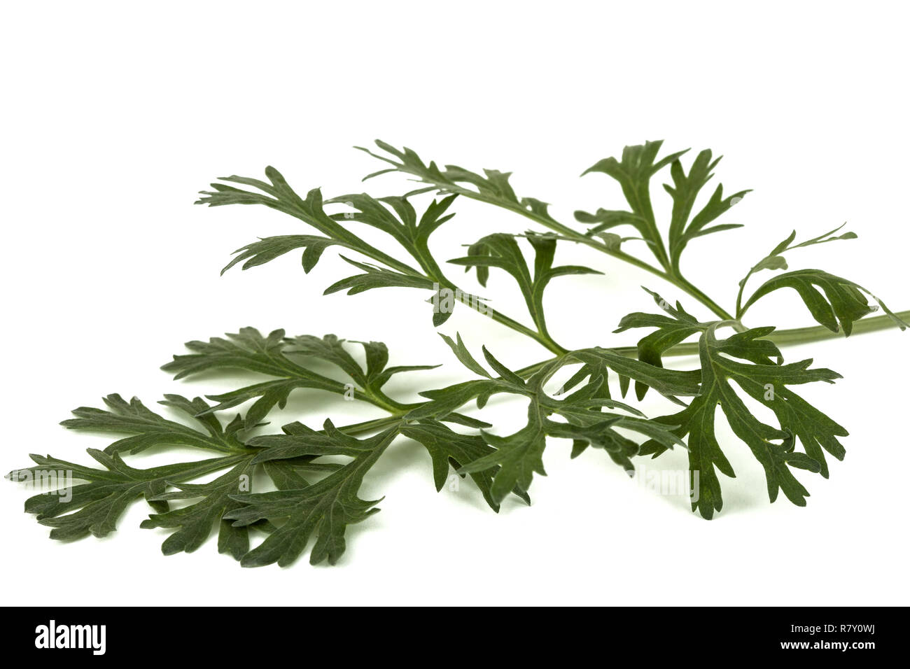 Armoise commune Banque de photographies et d’images à haute résolution ...