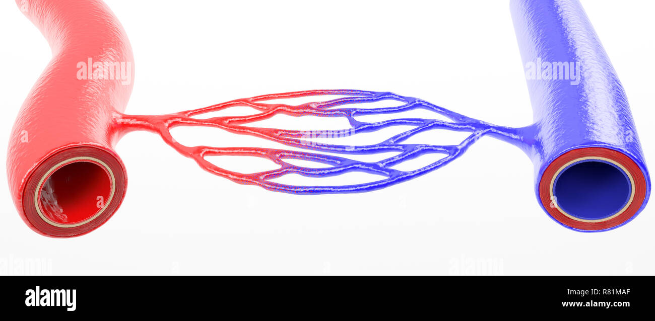 Sistema circulatorio 3d Banque de photographies et d’images à haute ...