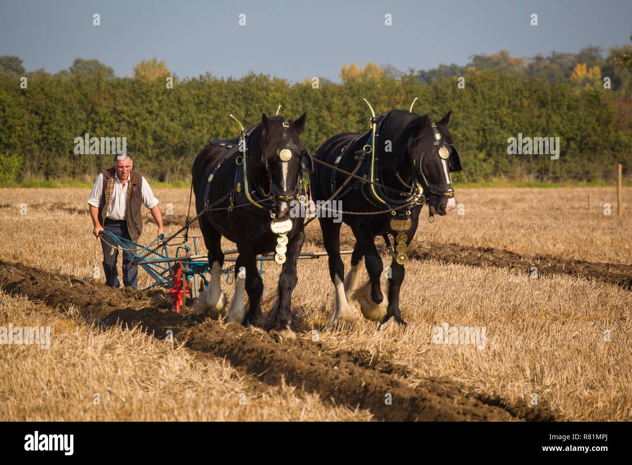 Charrue et chevaux Banque de photographies et d’images à haute ...