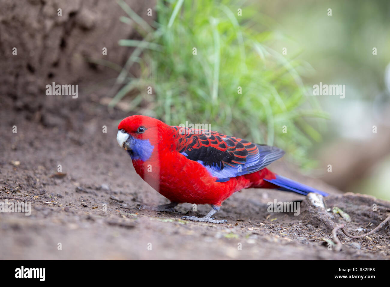 Perruche Rouge Et Bleue