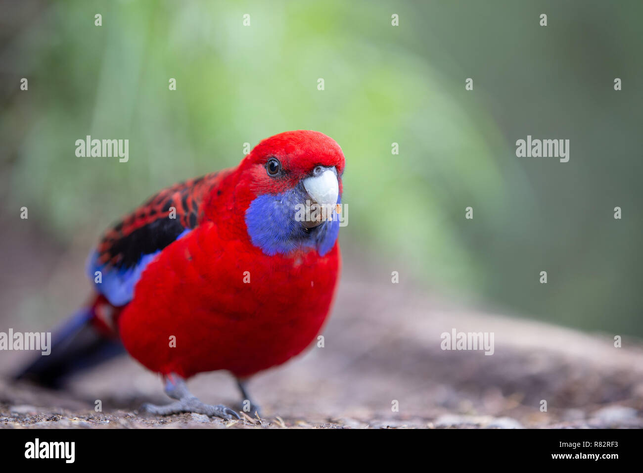 Perruche Rouge Et Bleue