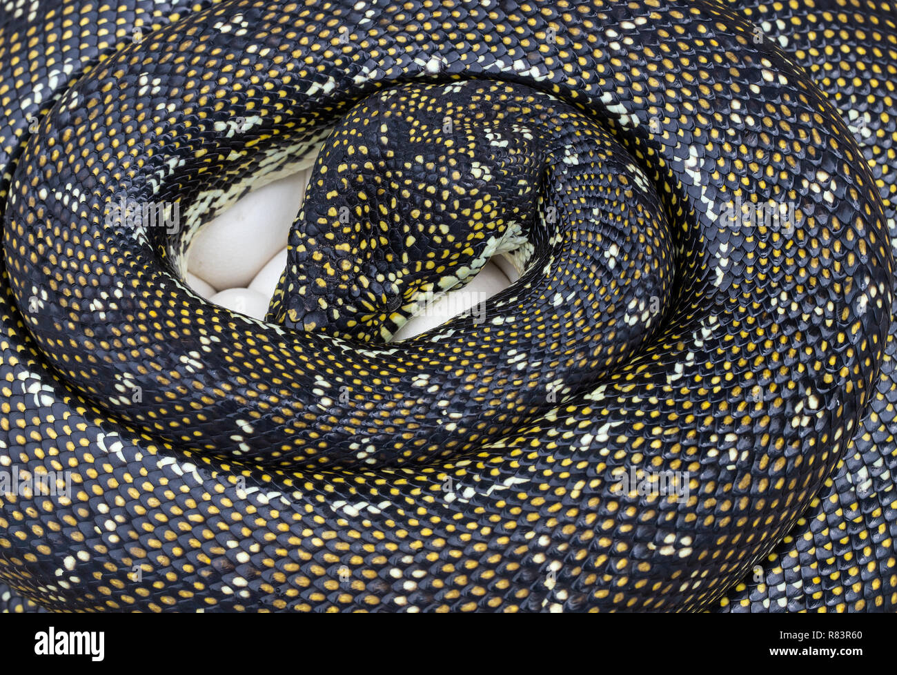 Python diamant Banque de photographies et d’images à haute résolution ...