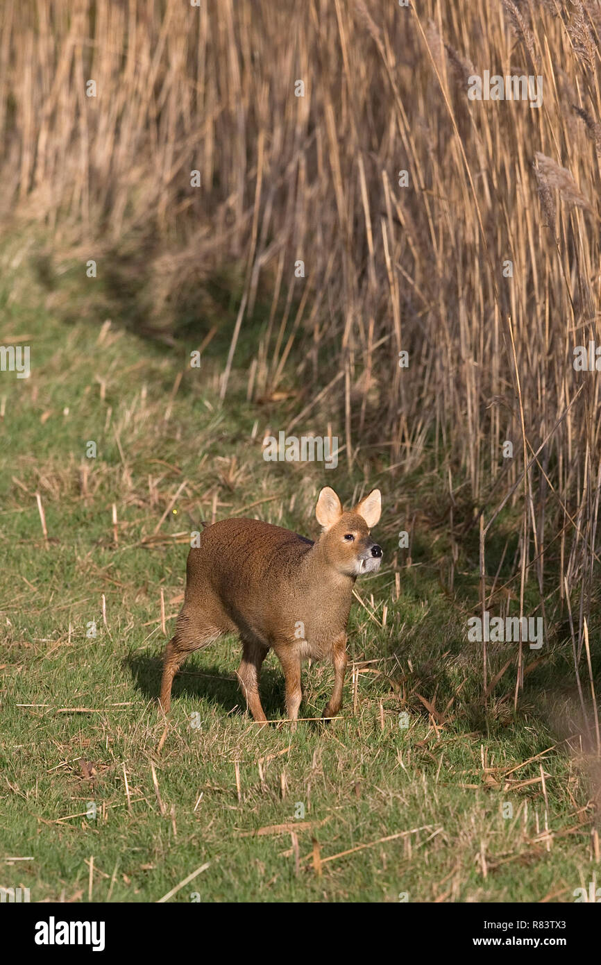Cerf d'eau chinois Banque de photographies et d’images à haute ...