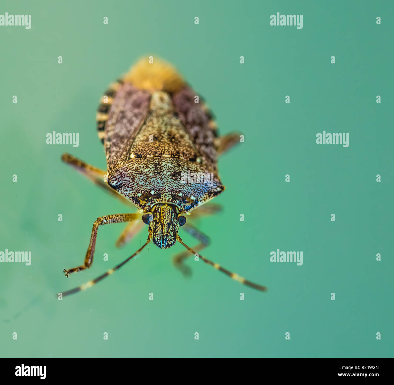 Tick monster Banque de photographies et d’images à haute résolution - Alamy