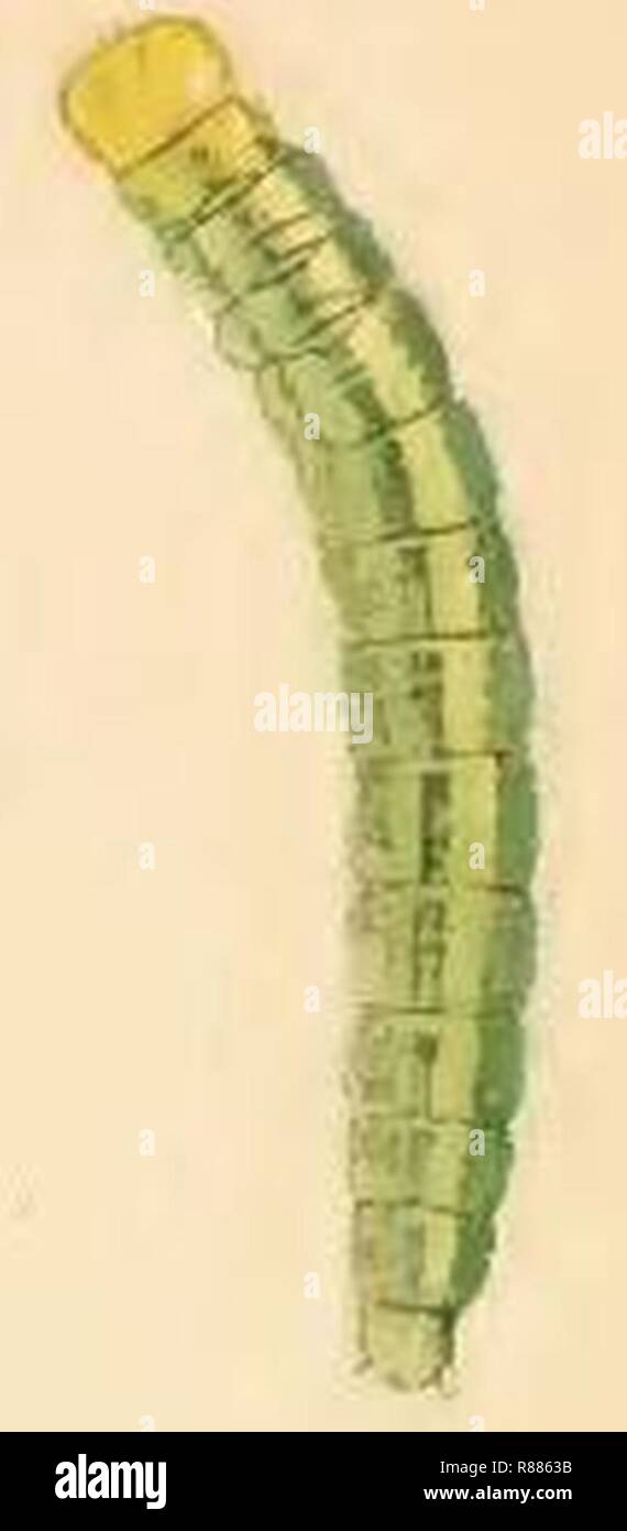 Carcina quercana Banque de photographies et d’images à haute résolution ...