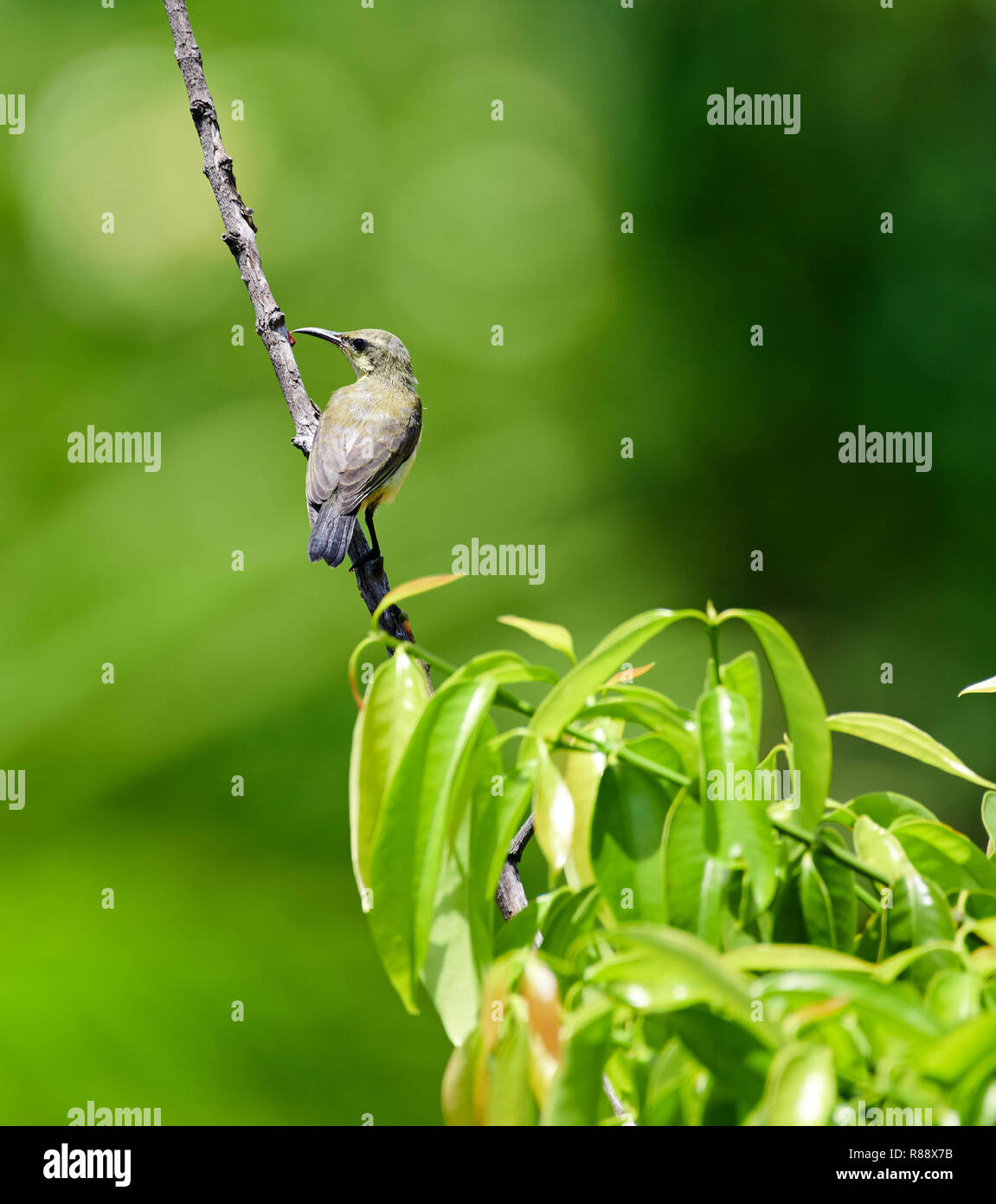 Tige ligneuse Banque de photographies et d’images à haute résolution ...