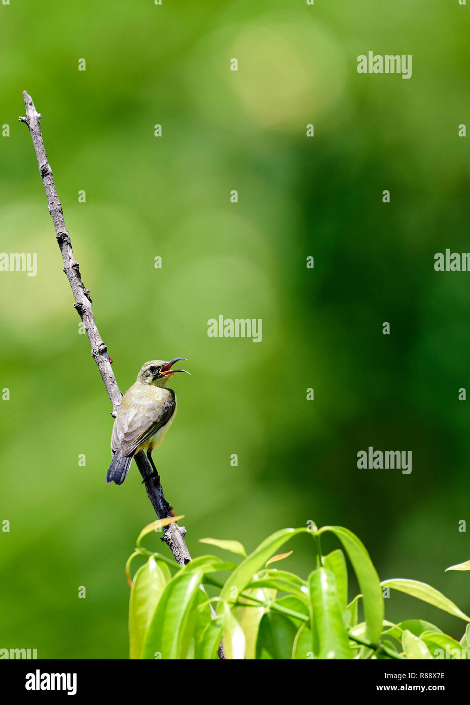 Tige ligneuse Banque de photographies et d’images à haute résolution ...