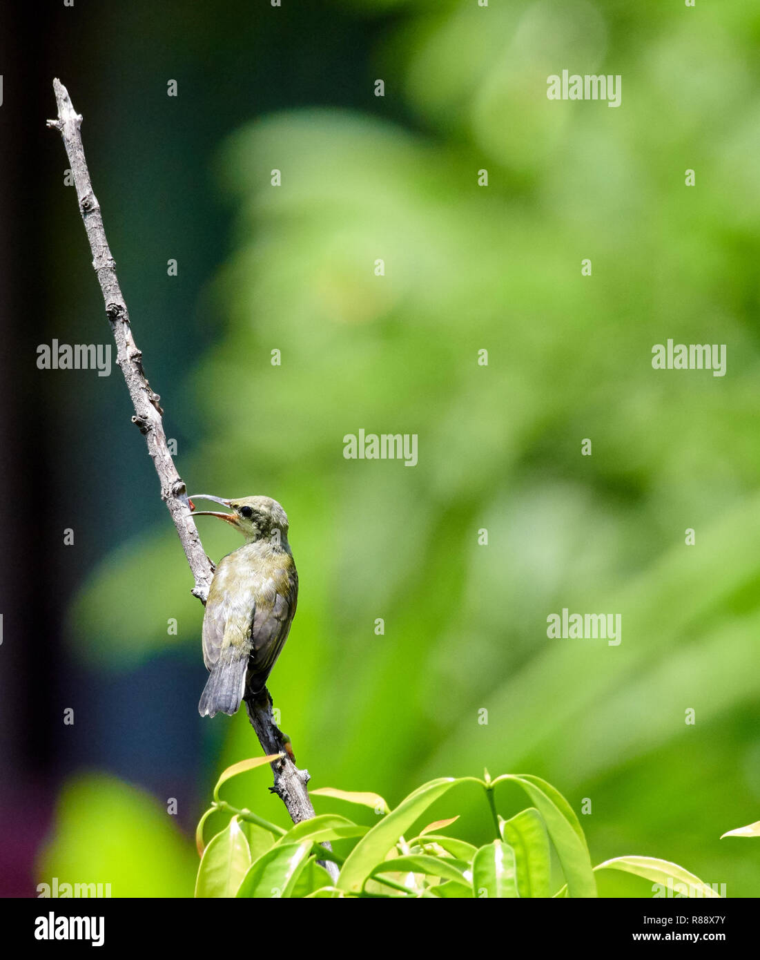 Tige ligneuse Banque de photographies et d’images à haute résolution ...