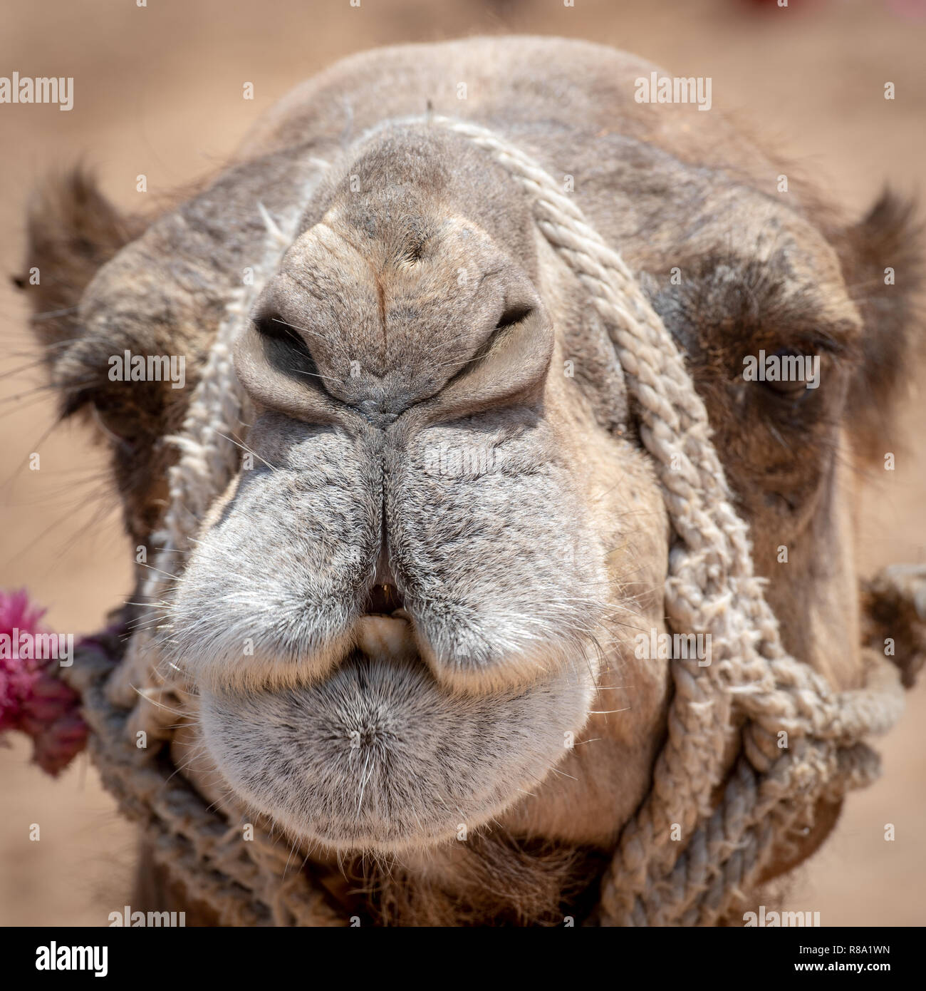 Benslimane maroc Banque de photographies et d’images à haute résolution ...