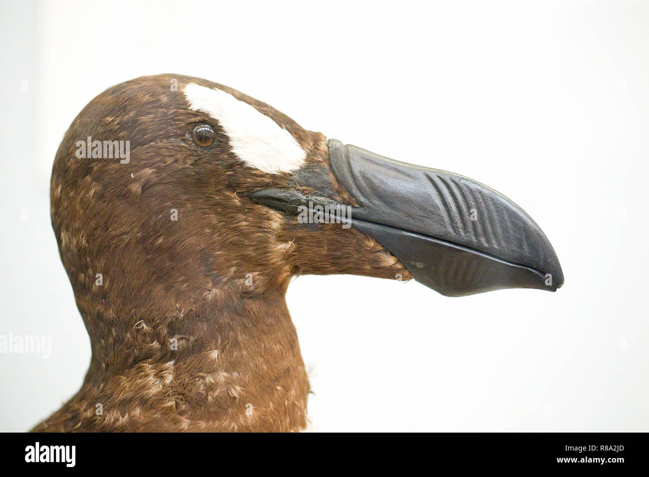 Modèle de Grand Pingouin Pinguinus impennis (tête) et le projet de loi ...