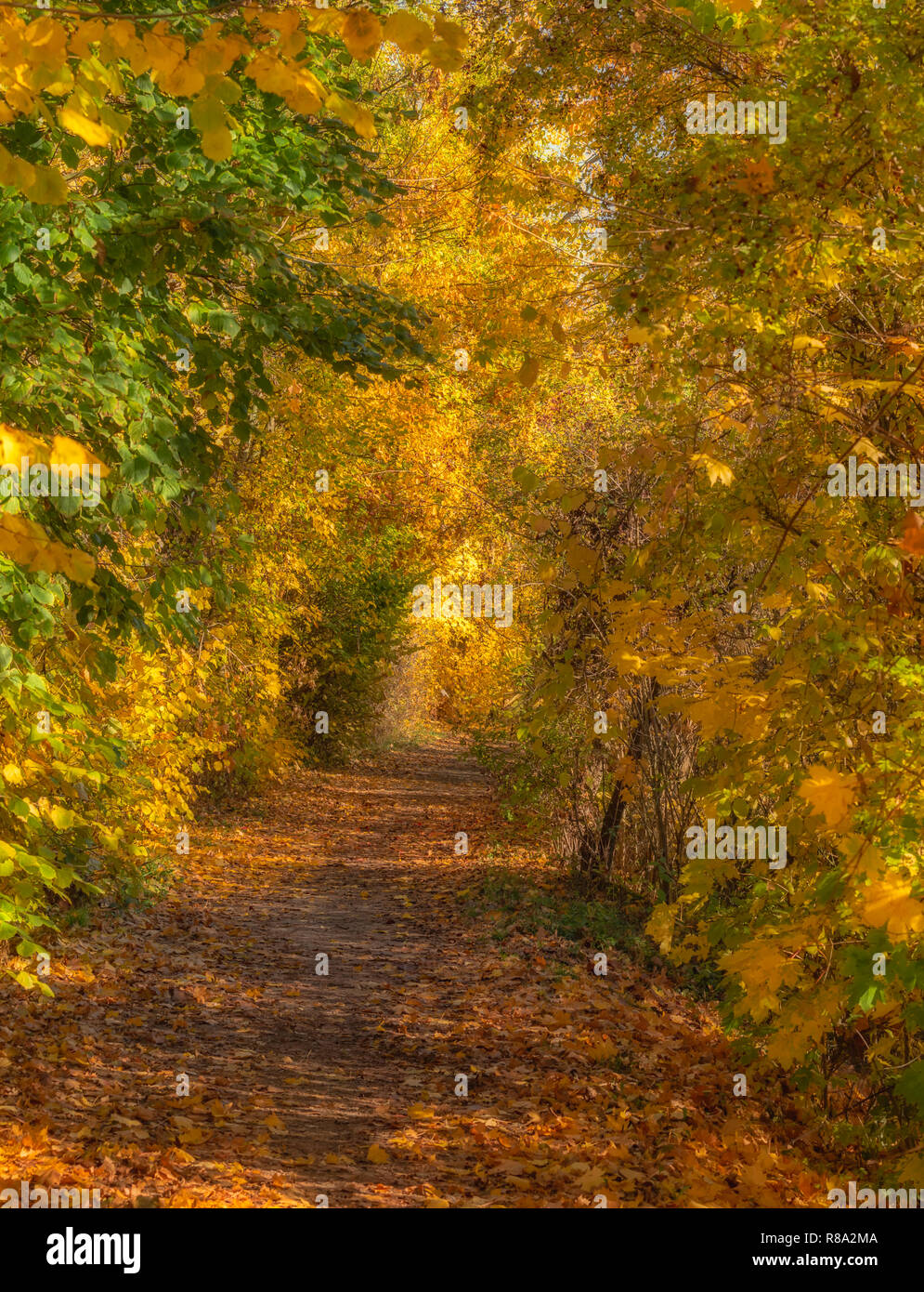 Chemin creux Banque d'image et photos - Alamy