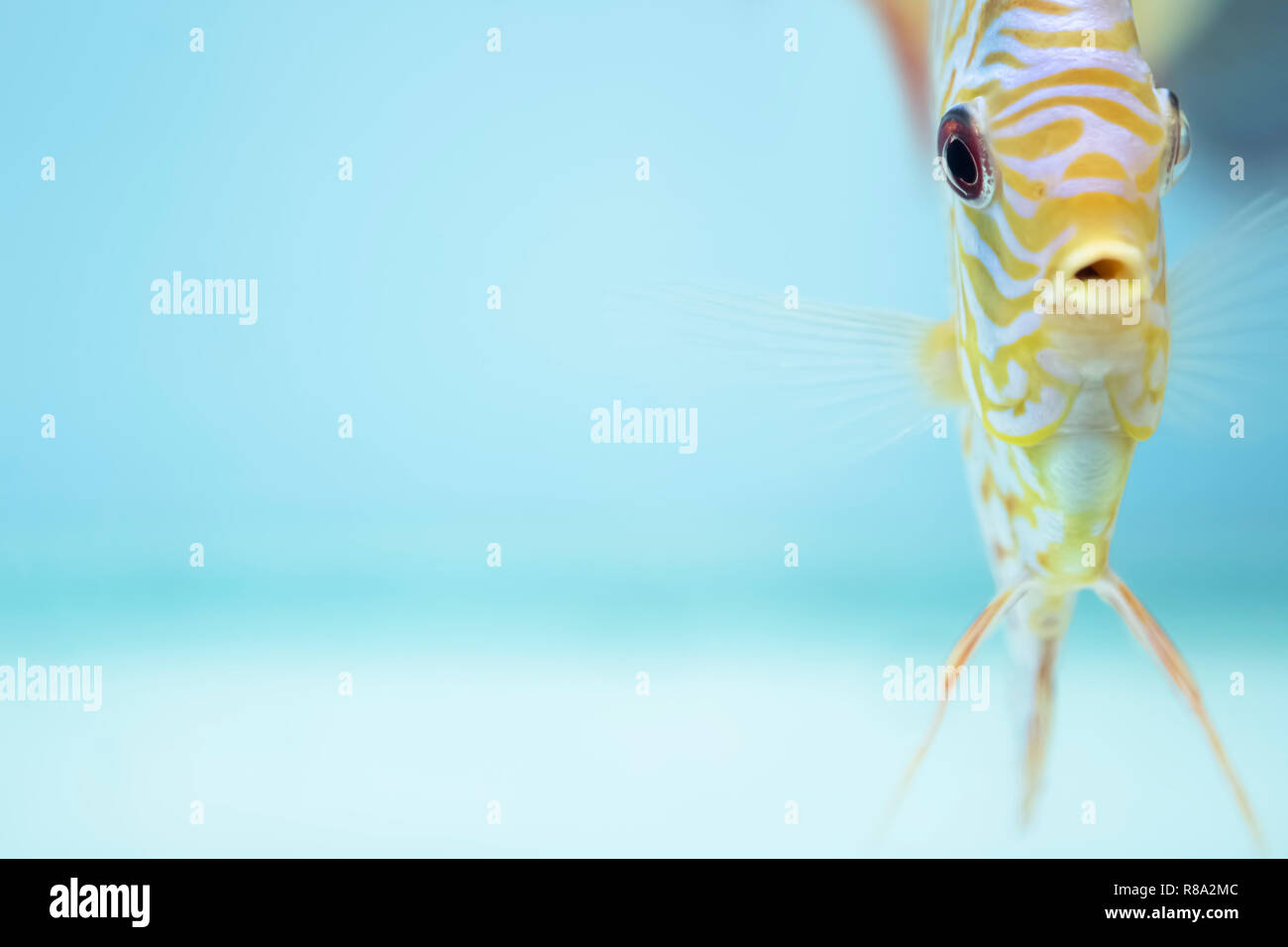 Discus fish portrait Banque de photographies et d’images à haute ...