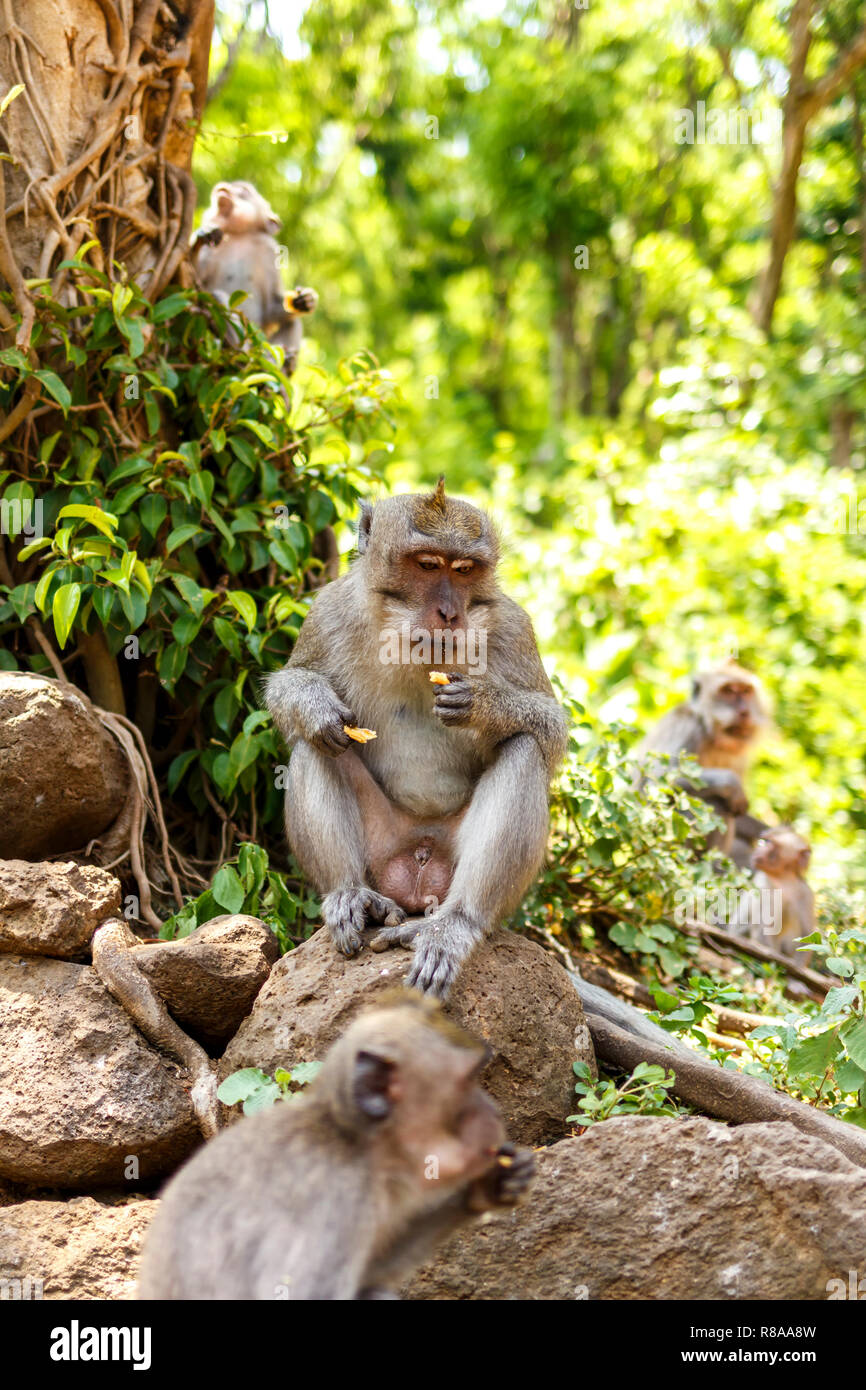 Singes bali Banque de photographies et d’images à haute résolution - Alamy