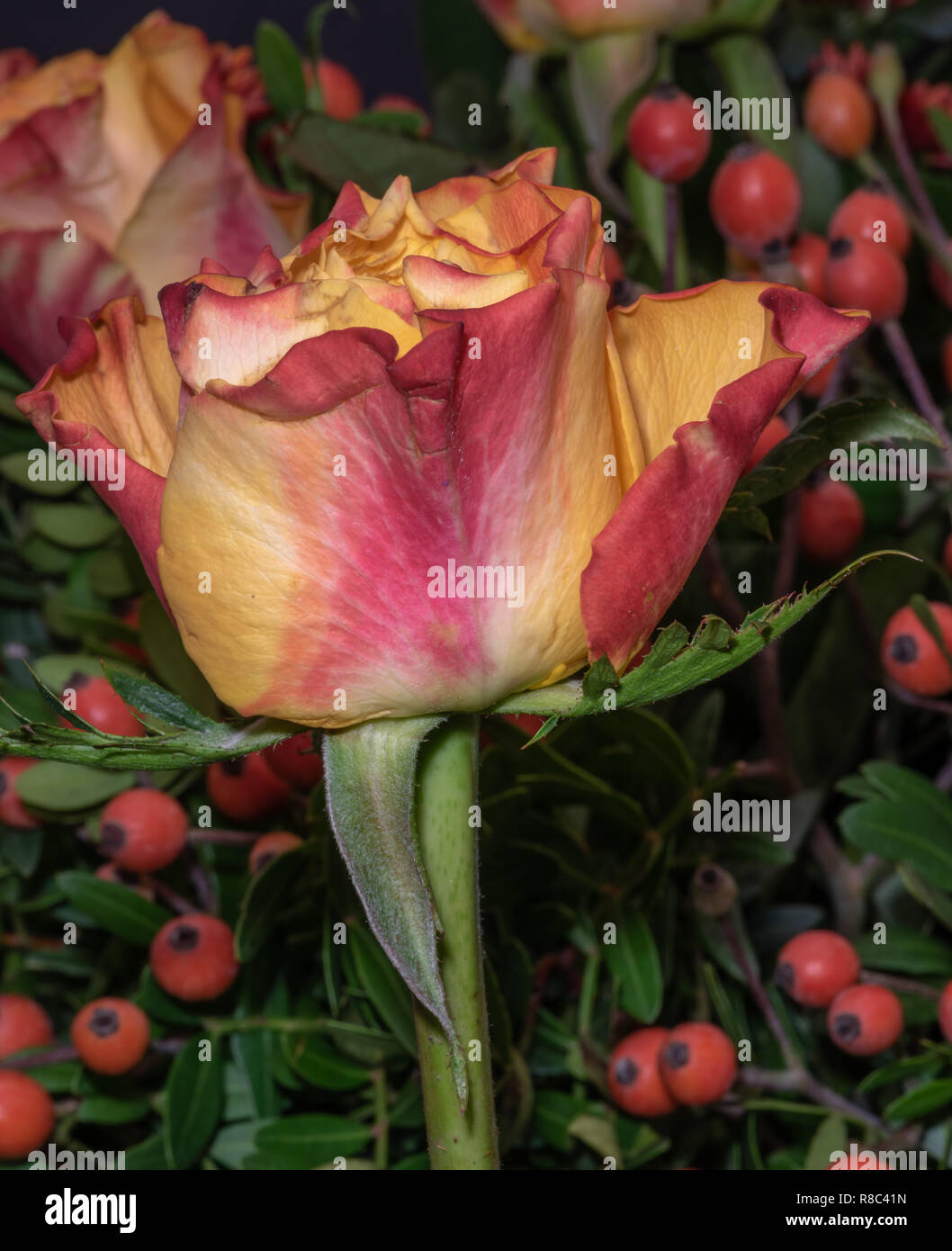 Églantine Rouge Fleur Banque d'image et photos - Alamy
