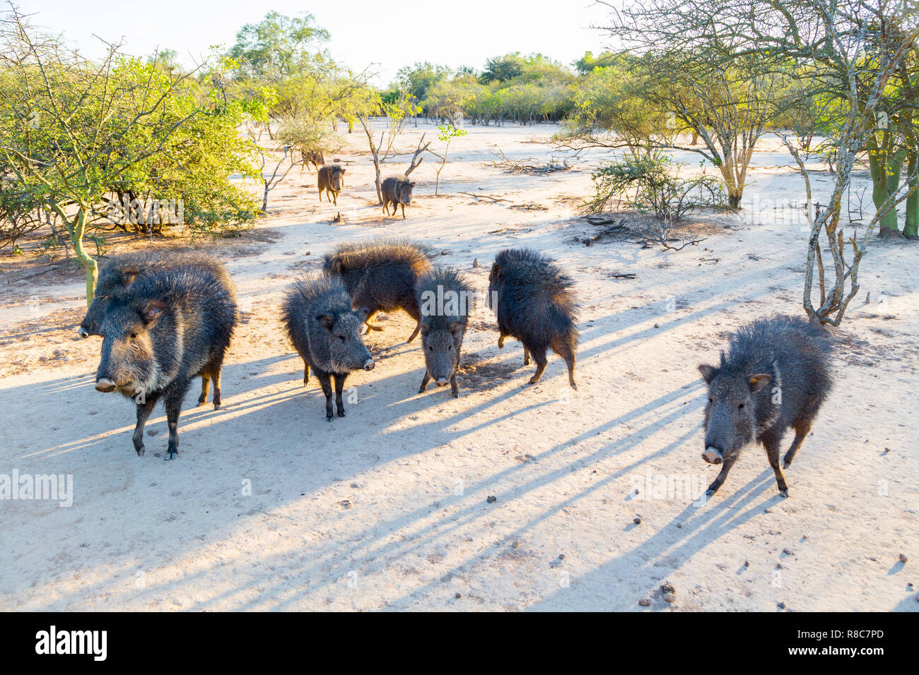 Fortin gran chaco Banque de photographies et d’images à haute ...