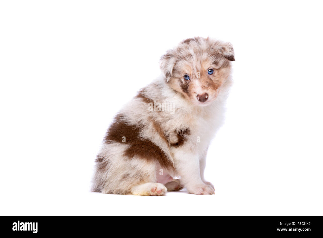 Chiot border collie merle rouge devant un fond blanc Photo Stock - Alamy