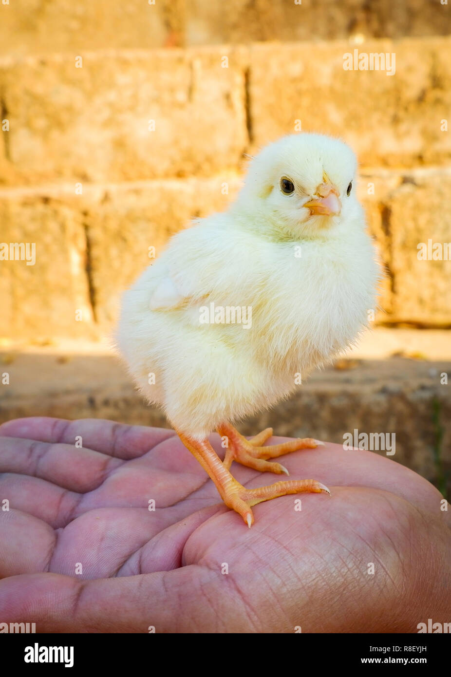 Petit poussin Banque de photographies et d’images à haute résolution ...