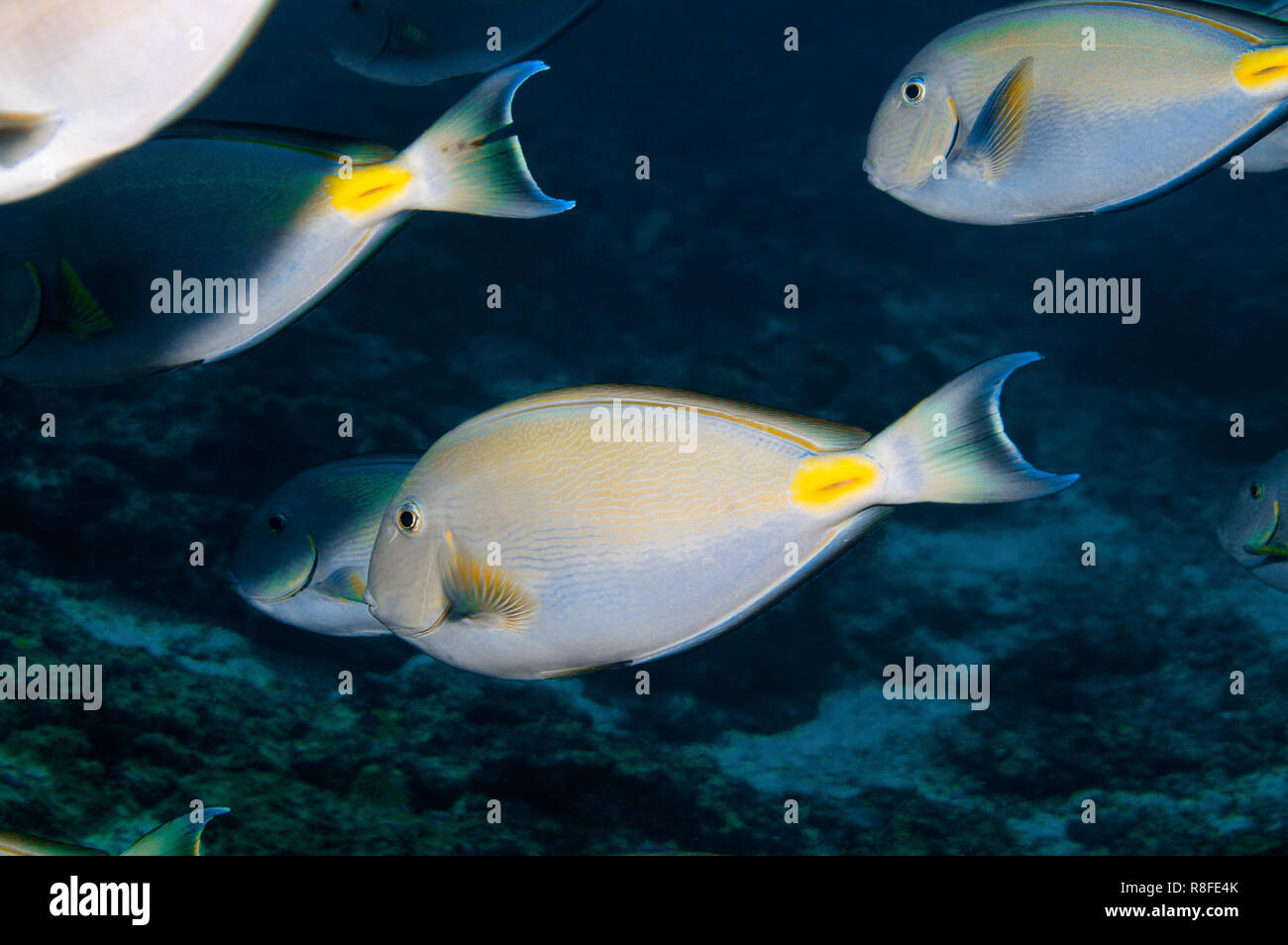 Poisson chirurgien monrovien Banque de photographies et d’images à ...