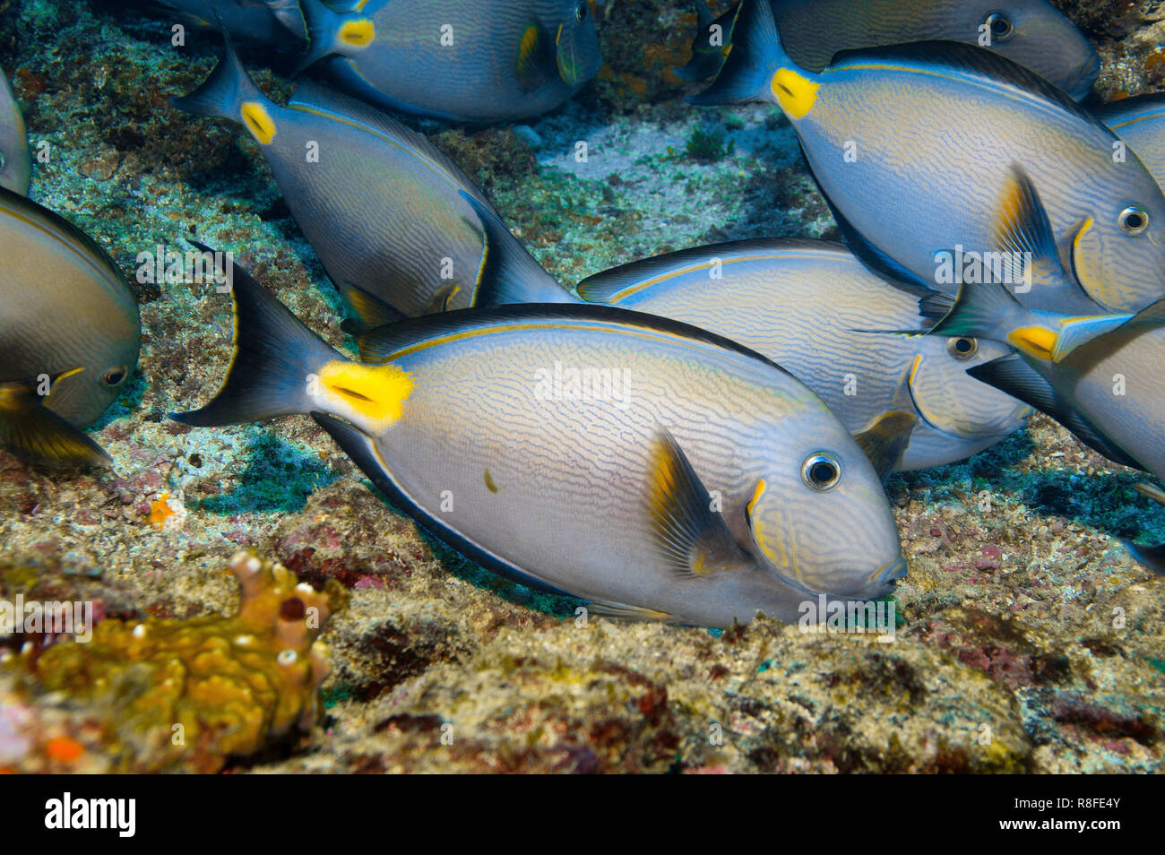 Poisson chirurgien monrovien Banque de photographies et d’images à ...