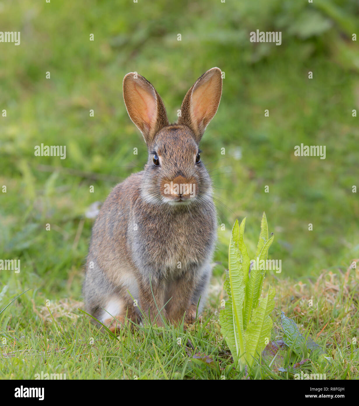 Lapin sauvage Banque de photographies et d’images à haute résolution ...