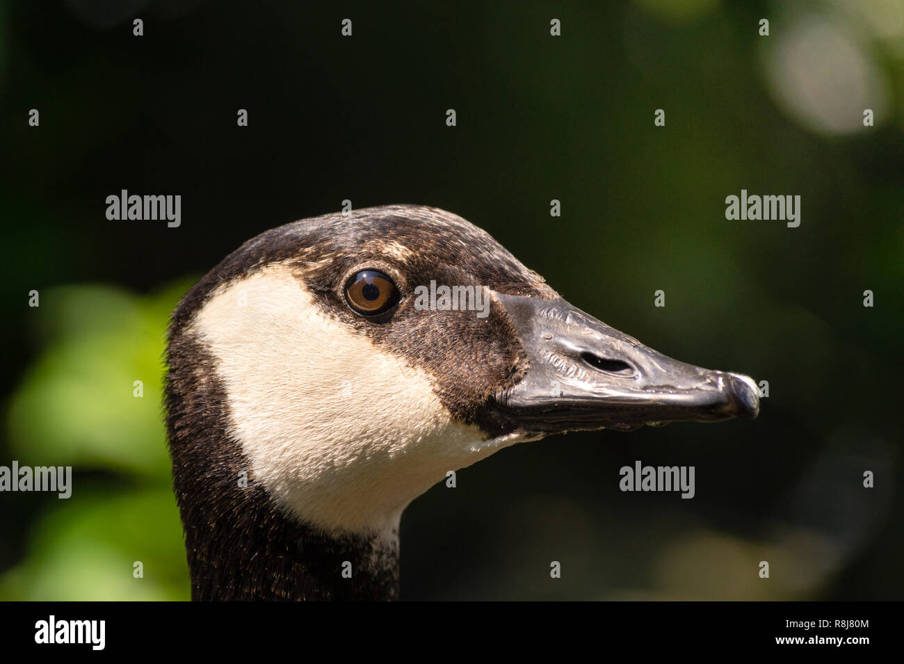 Bernache du canada portrait de branta canadensis Banque de ...