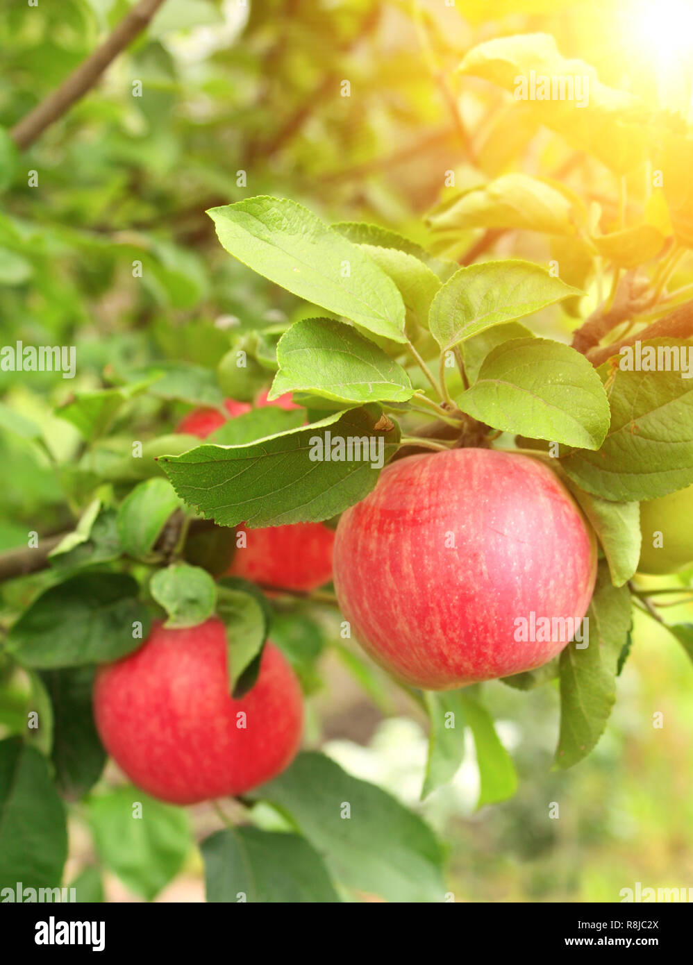 Paquet de pommes Banque de photographies et d’images à haute résolution ...