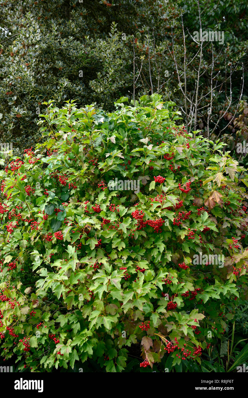 Viburnum opulus compactum Banque de photographies et d’images à haute ...