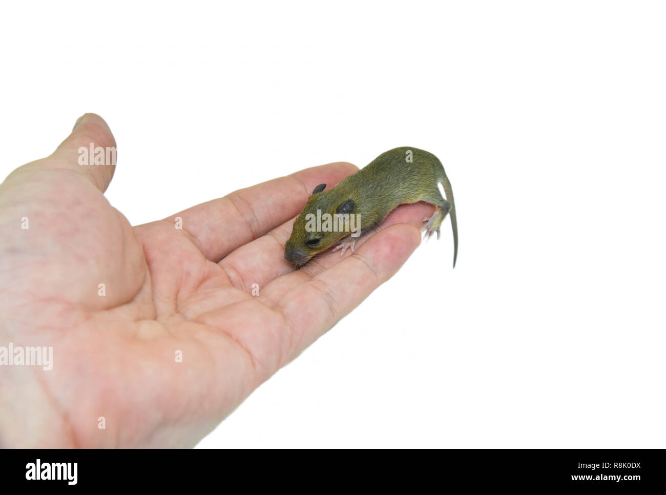 Rat baby Banque de photographies et d’images à haute résolution - Alamy