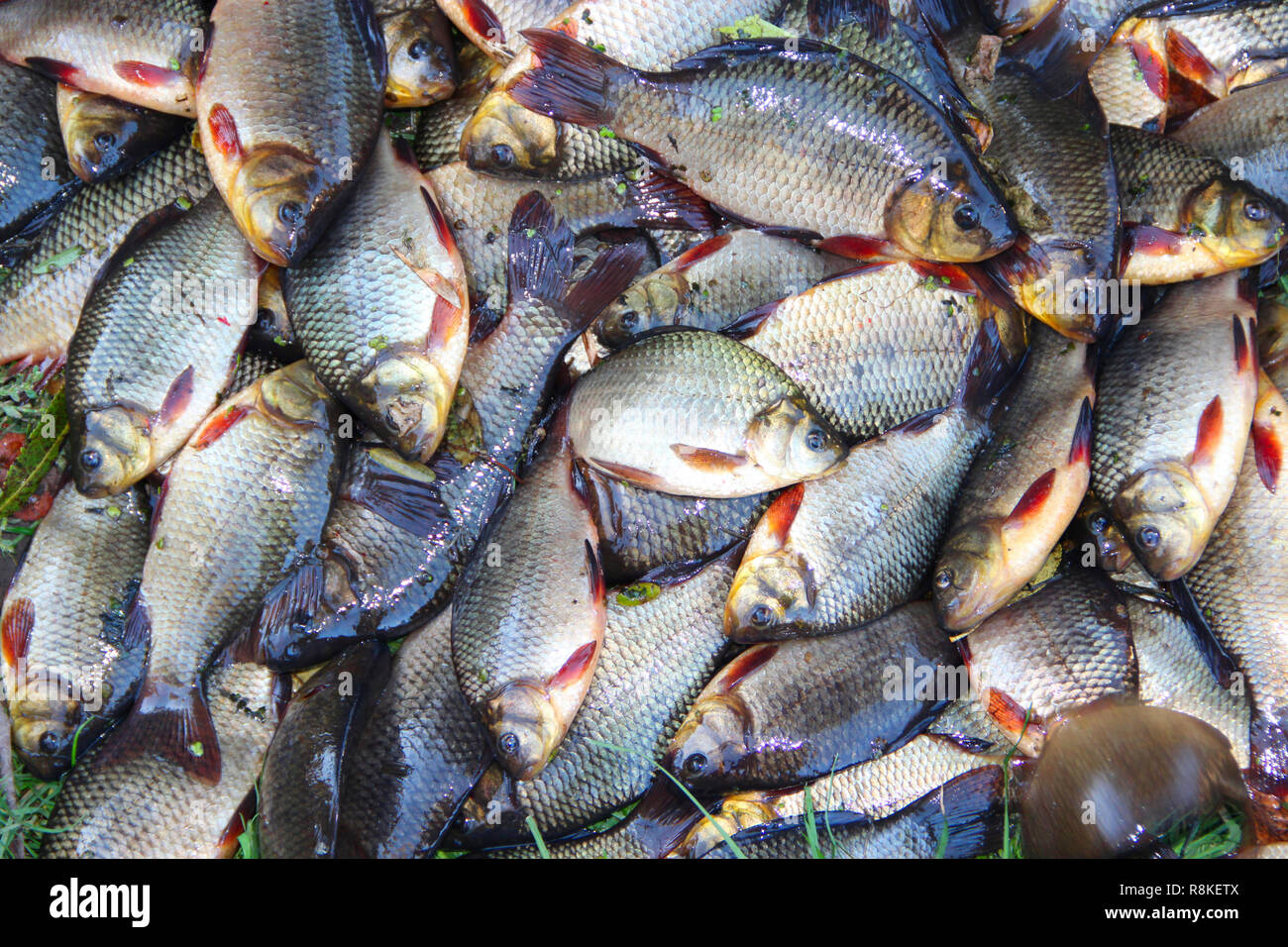 Pris crucians sur l'herbe verte. Pêche réussie. Tas de Carassius ...